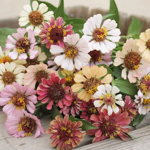 How to Grow Gorgeous Zinnias (For Floral Design) — the kokoro garden