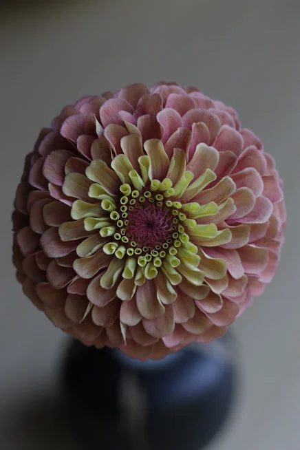 How to Grow Gorgeous Zinnias (For Floral Design) — the kokoro garden