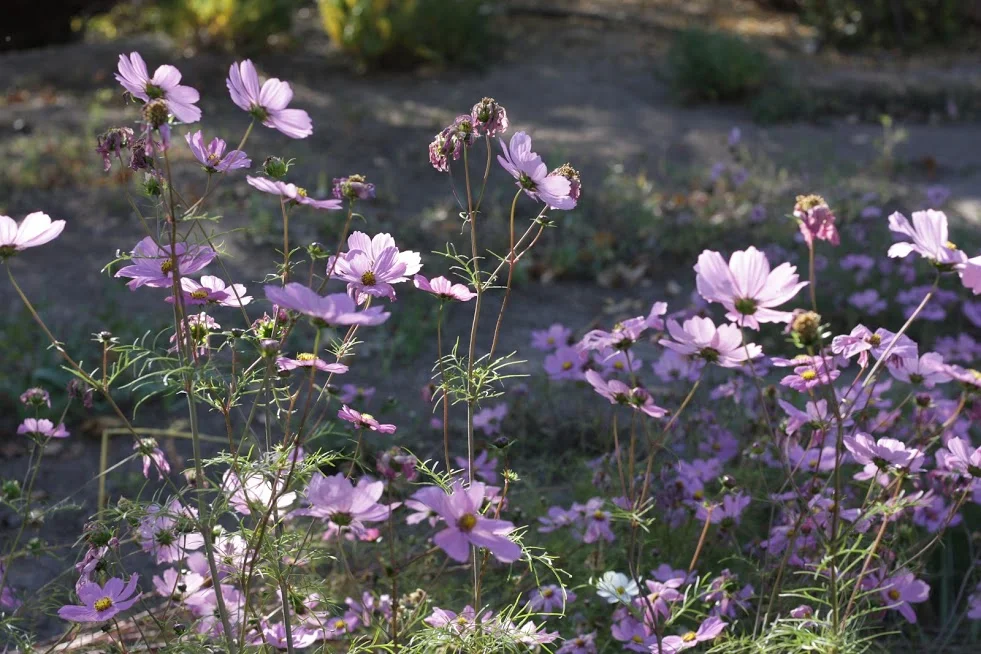 Growing Cosmos for Floral Design — the kokoro garden