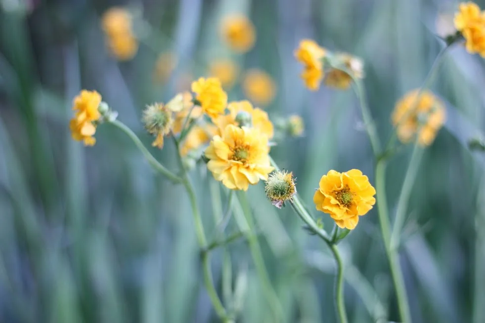 Mad About Geums — the kokoro garden