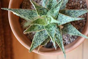 Home — Blog — the kokoro garden