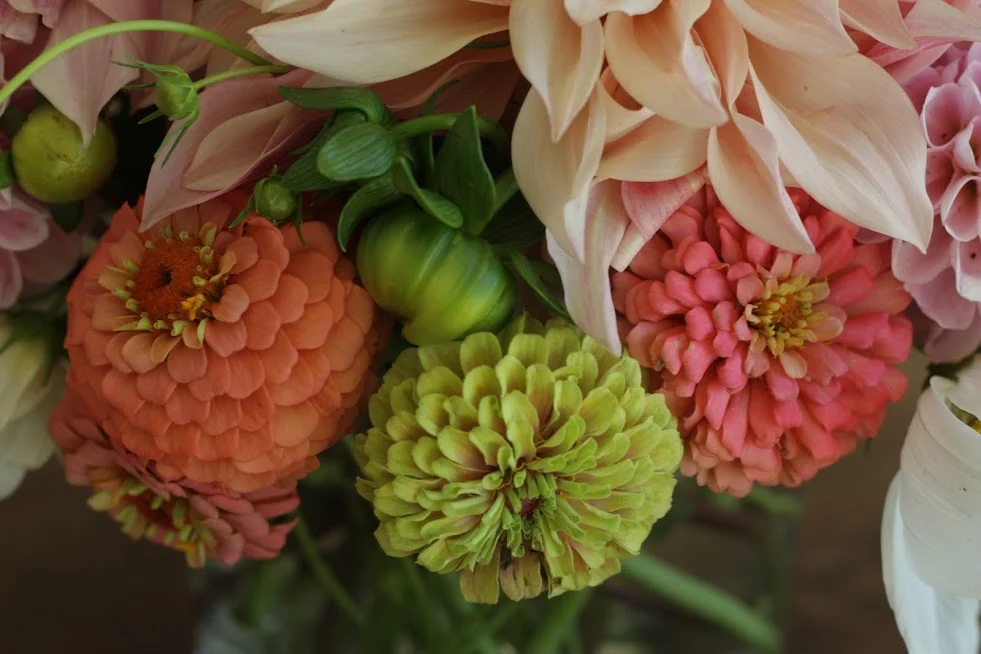 Oklahoma Series: The Only Zinnia Variety You Need to Grow — the kokoro ...