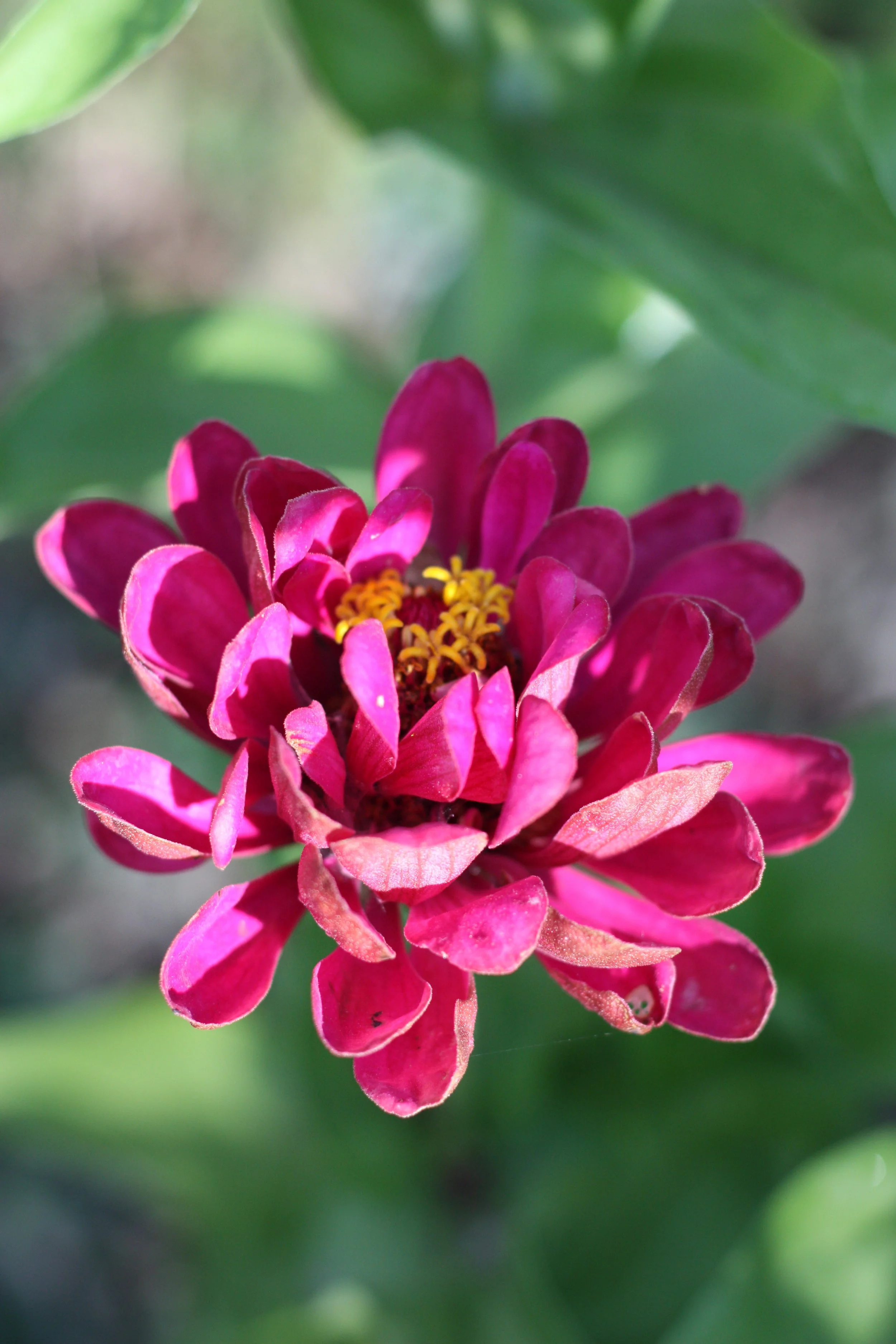 Benary Giant Zinnias: Are They Worth It? — the kokoro garden
