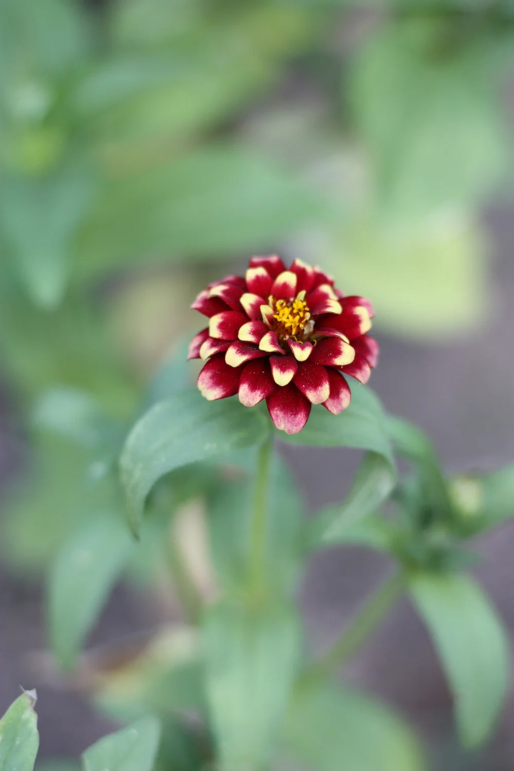 The Glory of Zinnia Haageana (Aztec, Jazzy and other Small Zinnias ...