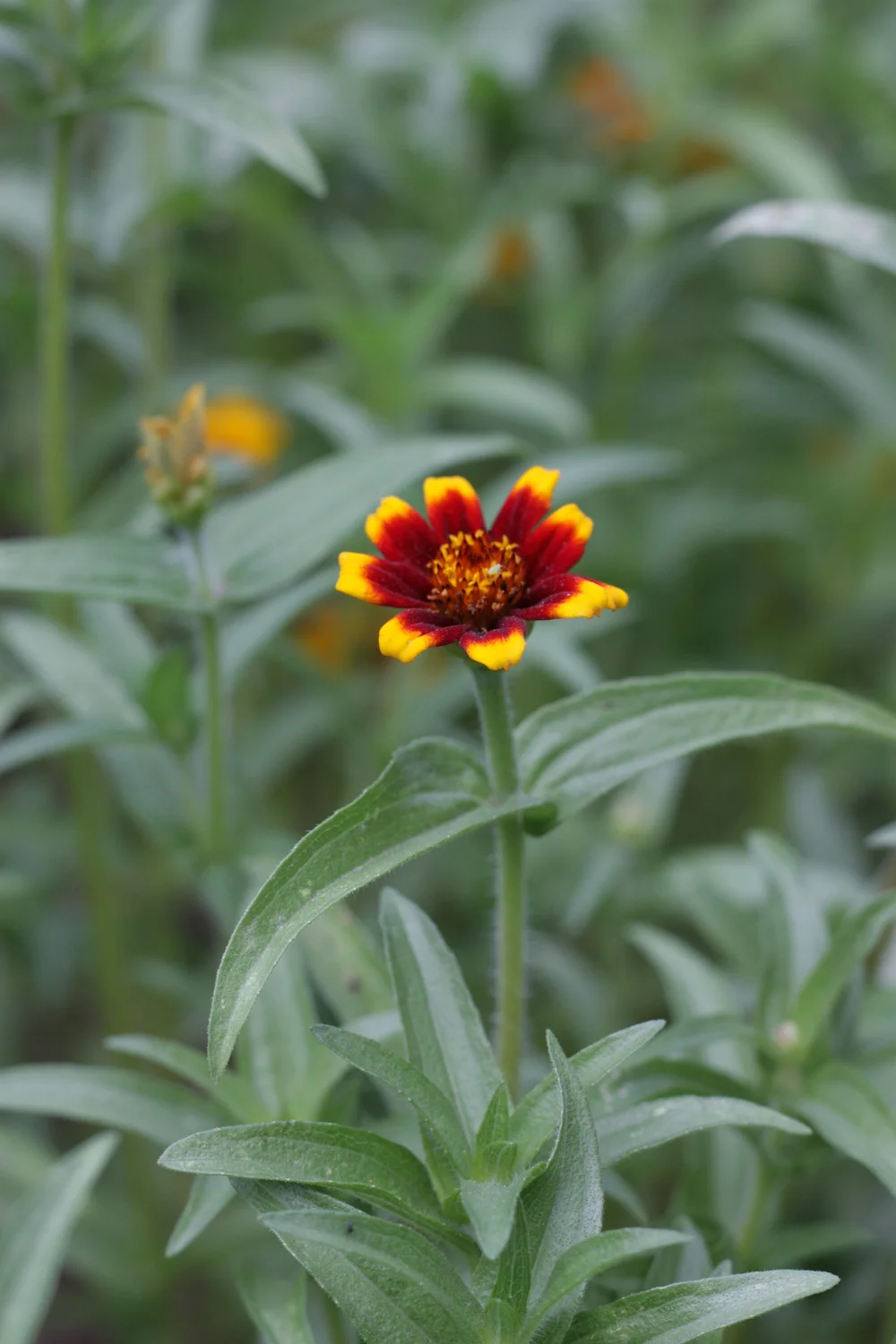 The Glory of Zinnia Haageana (Aztec, Jazzy and other Small Zinnias ...