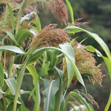 How to Grow Broomcorn in the Garden (and for Floral Design) — the ...