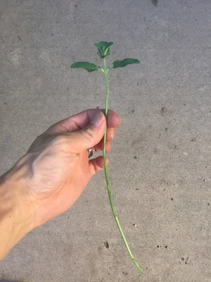 How to Root Cuttings — the kokoro garden