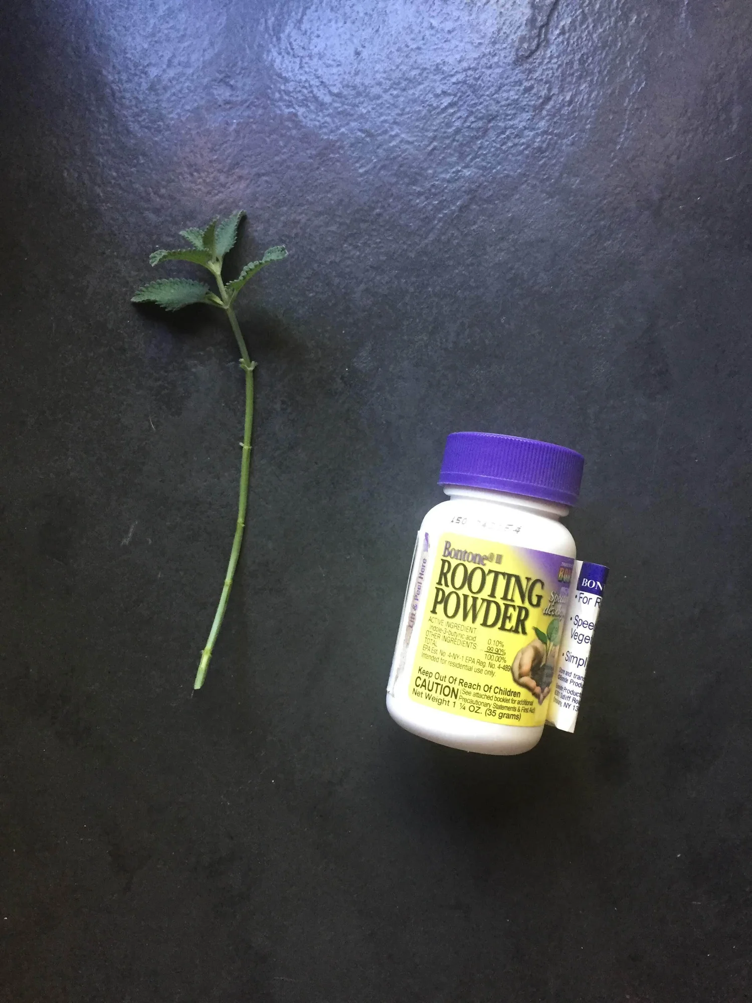 How to Root Cuttings — the kokoro garden