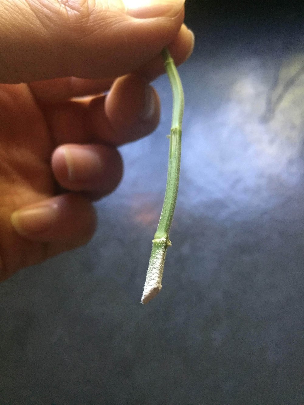 How to Root Cuttings — the kokoro garden