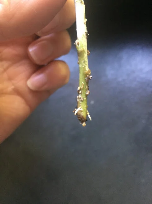 How to Root Cuttings — the kokoro garden