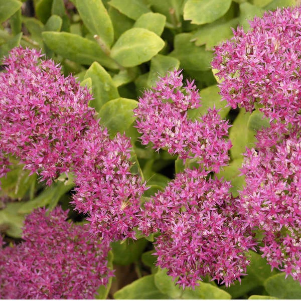 How to Grow Sedums for Floral Design — the kokoro garden
