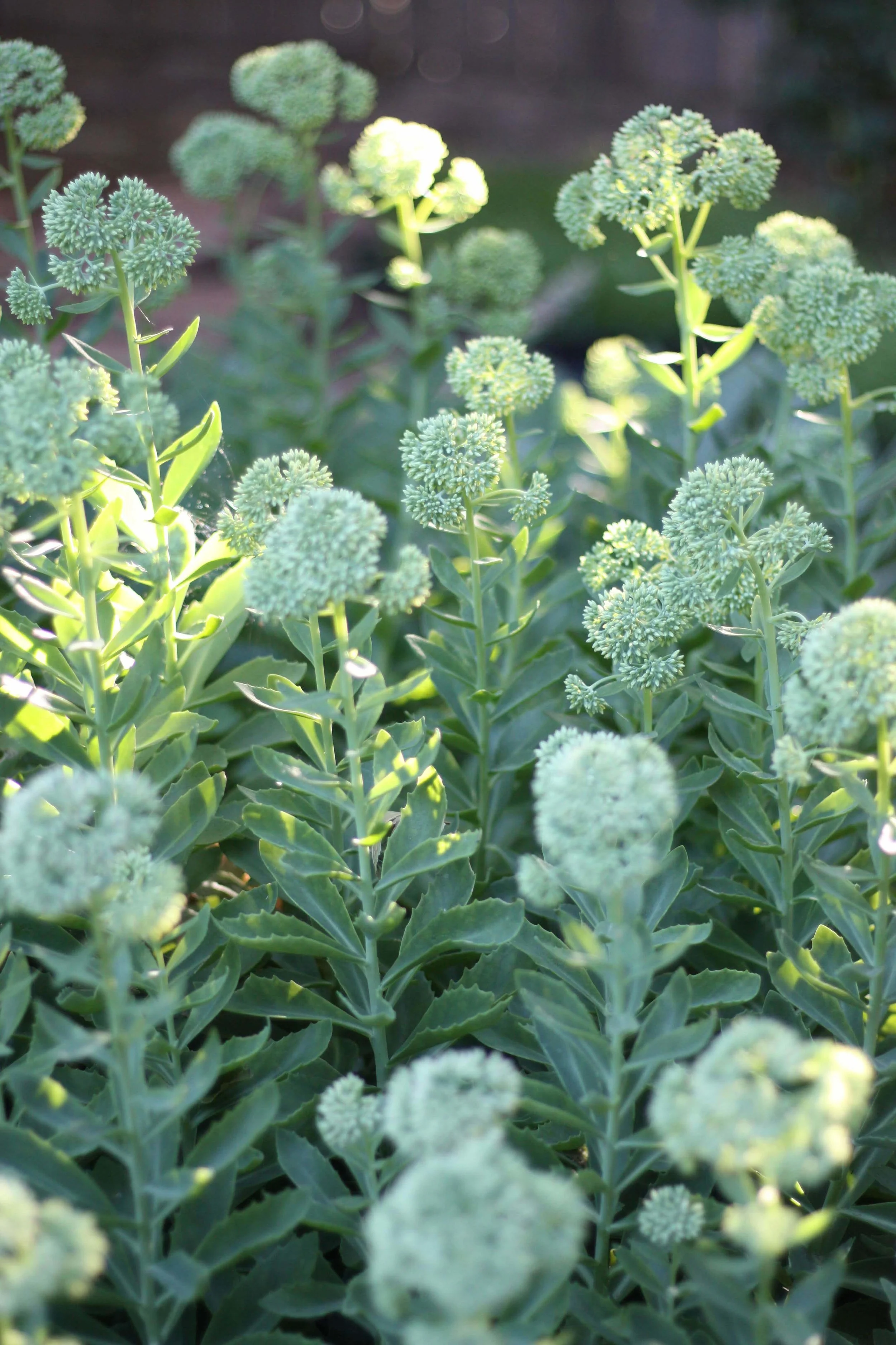 How to Grow Sedums for Floral Design — the kokoro garden