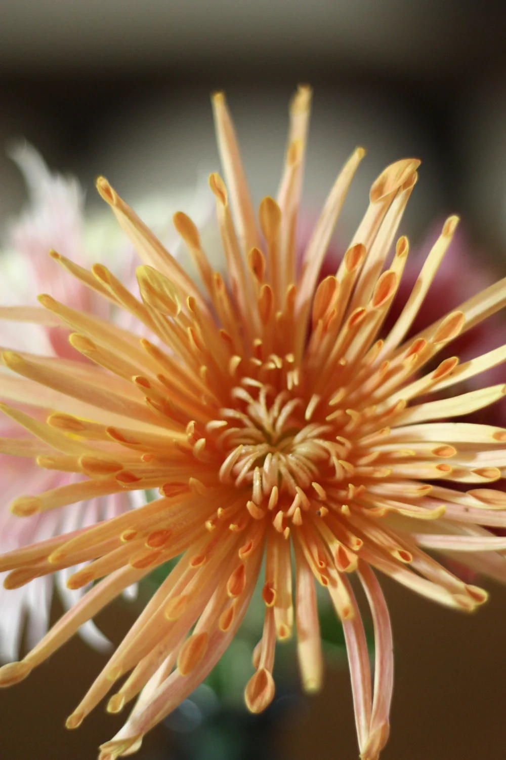 The Florist Chrysanthemum Trial — the kokoro garden