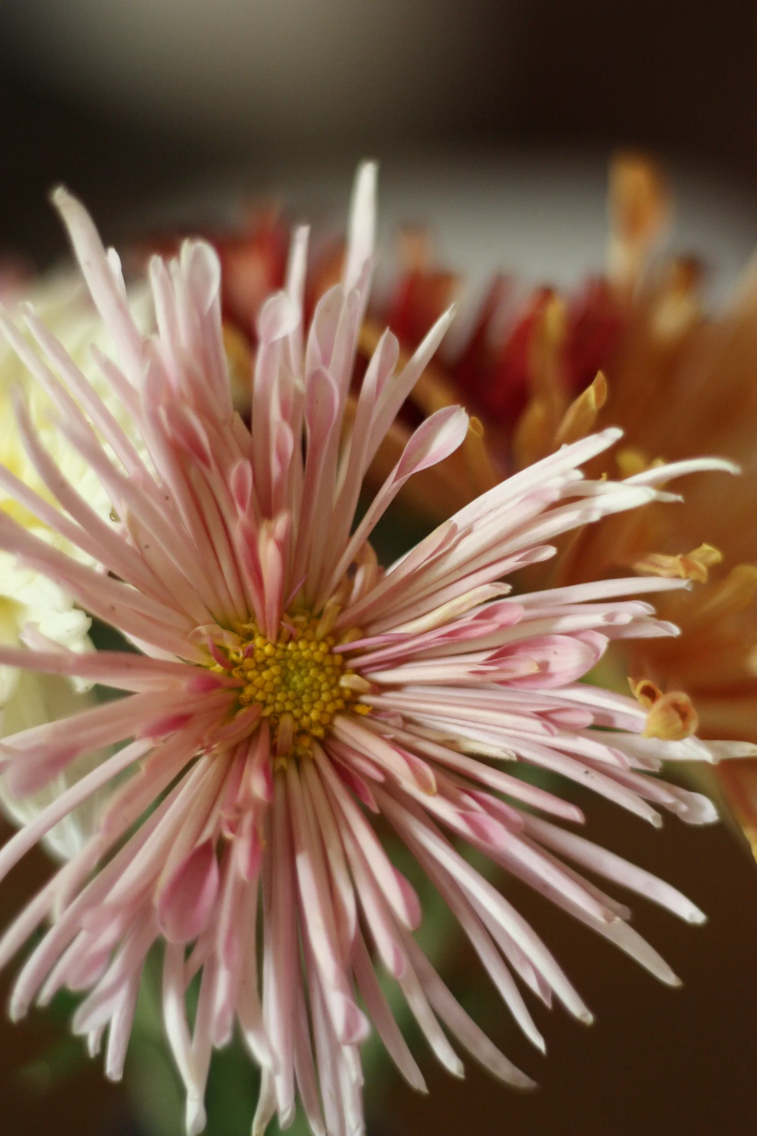 The Florist Chrysanthemum Trial — the kokoro garden