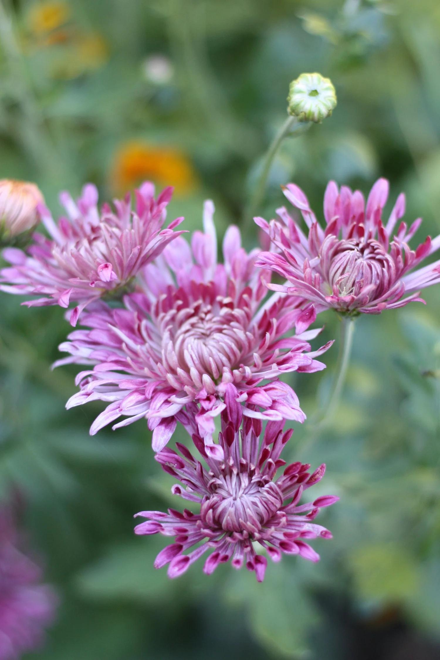 The Florist Chrysanthemum Trial — the kokoro garden