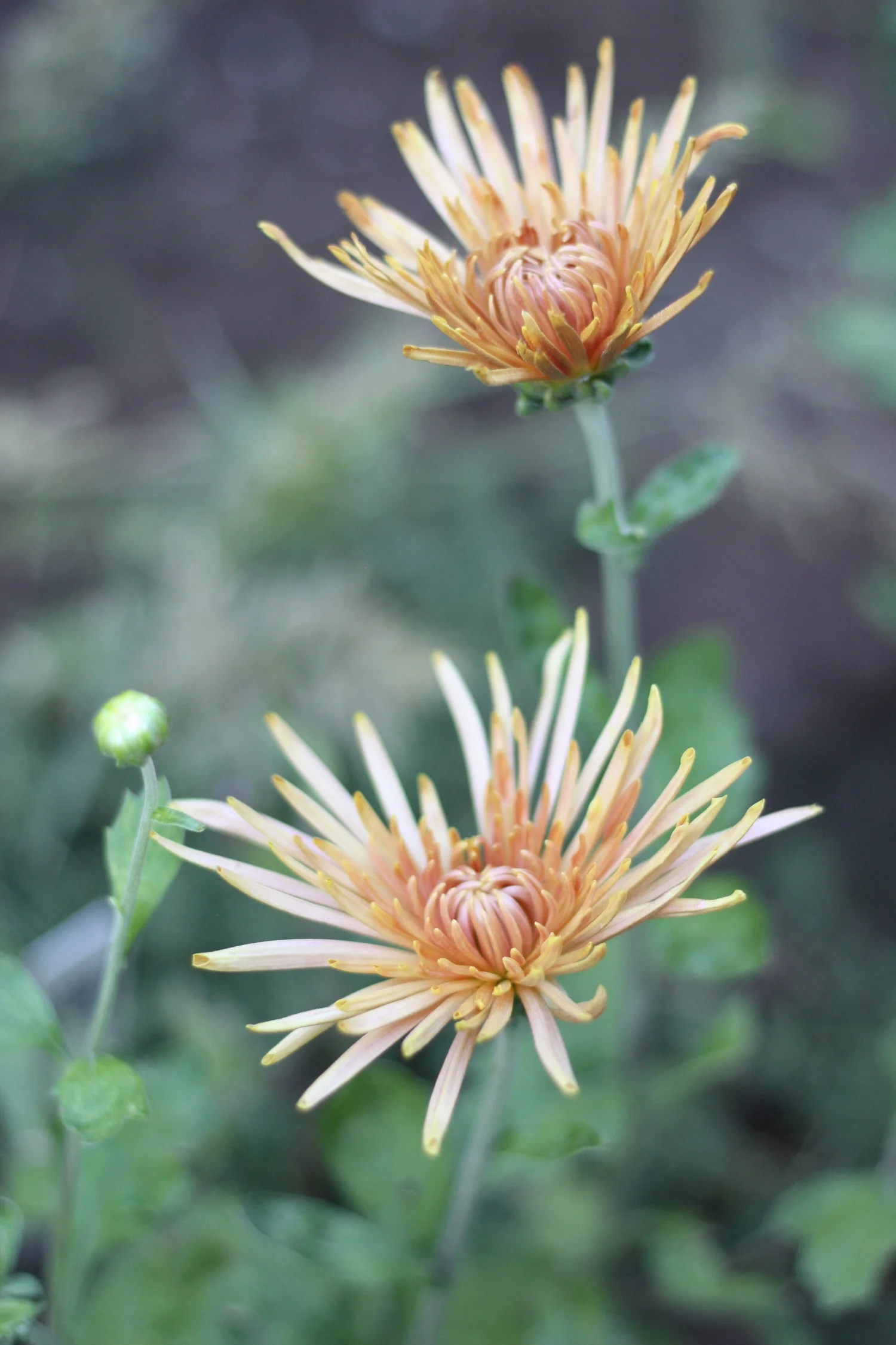 How to Grow Chrysanthemums for the Garden (and Floral Design) — the ...