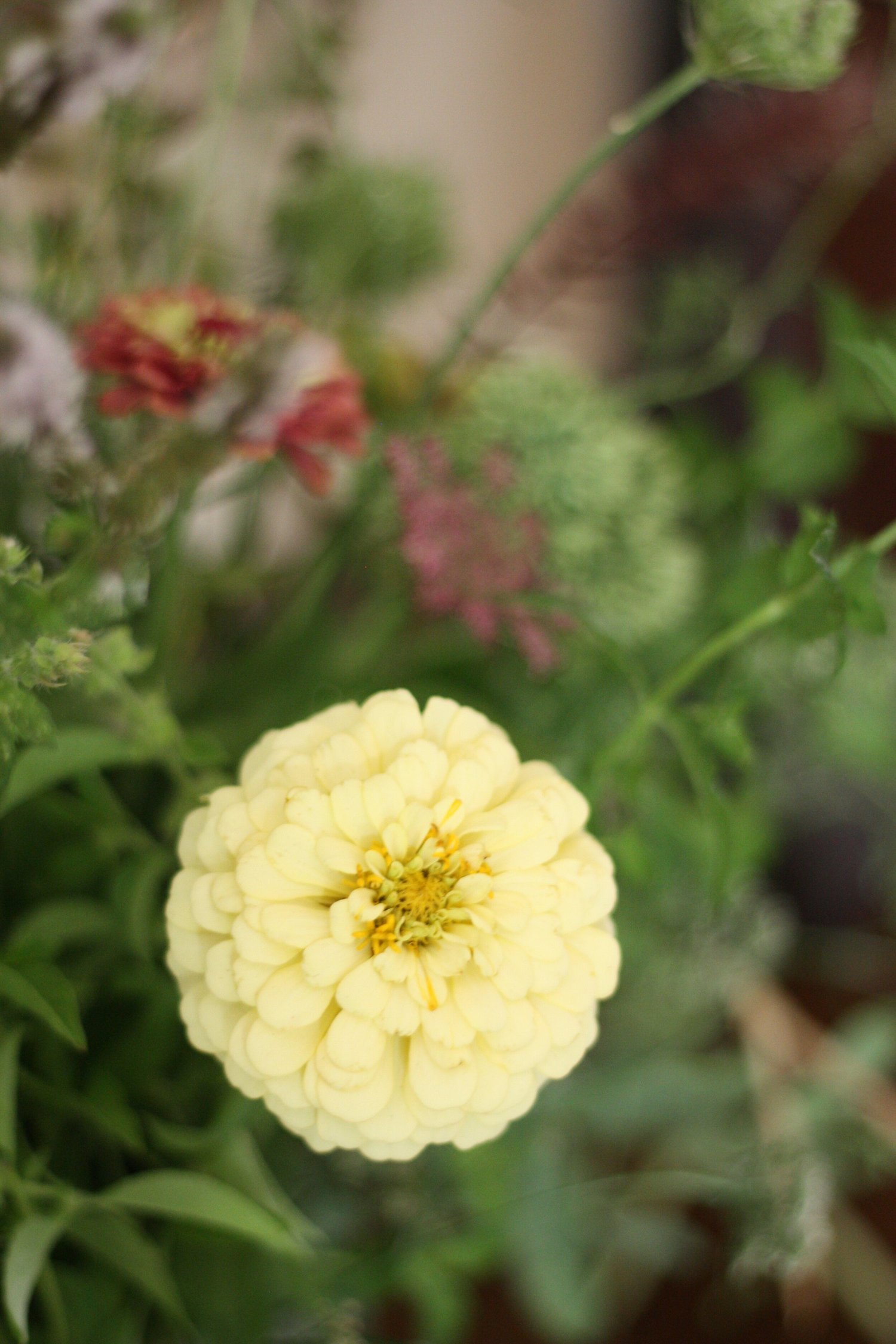 How to Start a Flower Farm - All From Seed — the kokoro garden