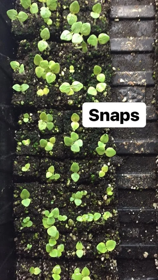 Soil Blocking for the Flower Farmer — the kokoro garden