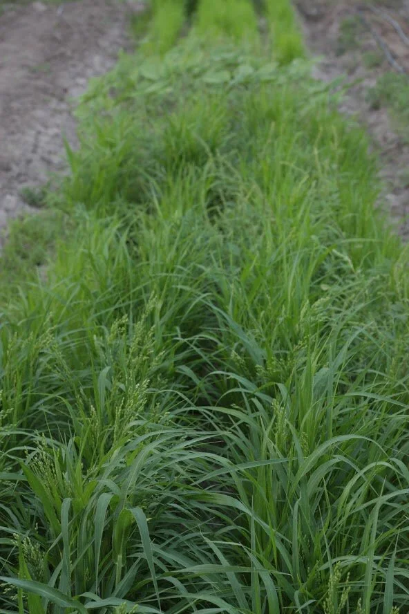 Direct Sowing for the Flower Farmer — the kokoro garden