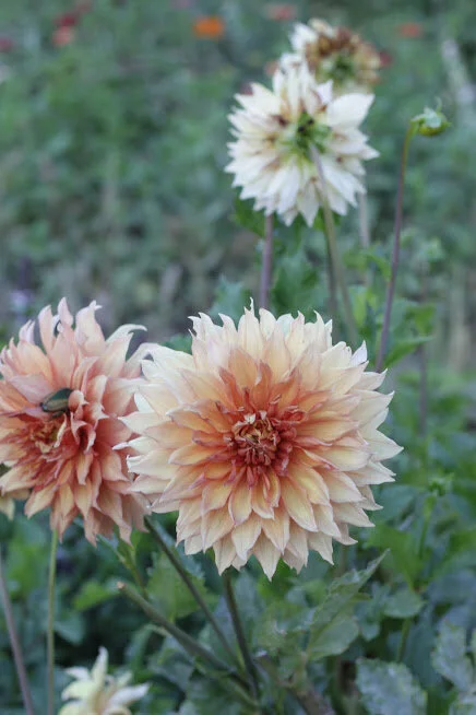 The Connection Between Temperature and Bloom Size — the kokoro garden