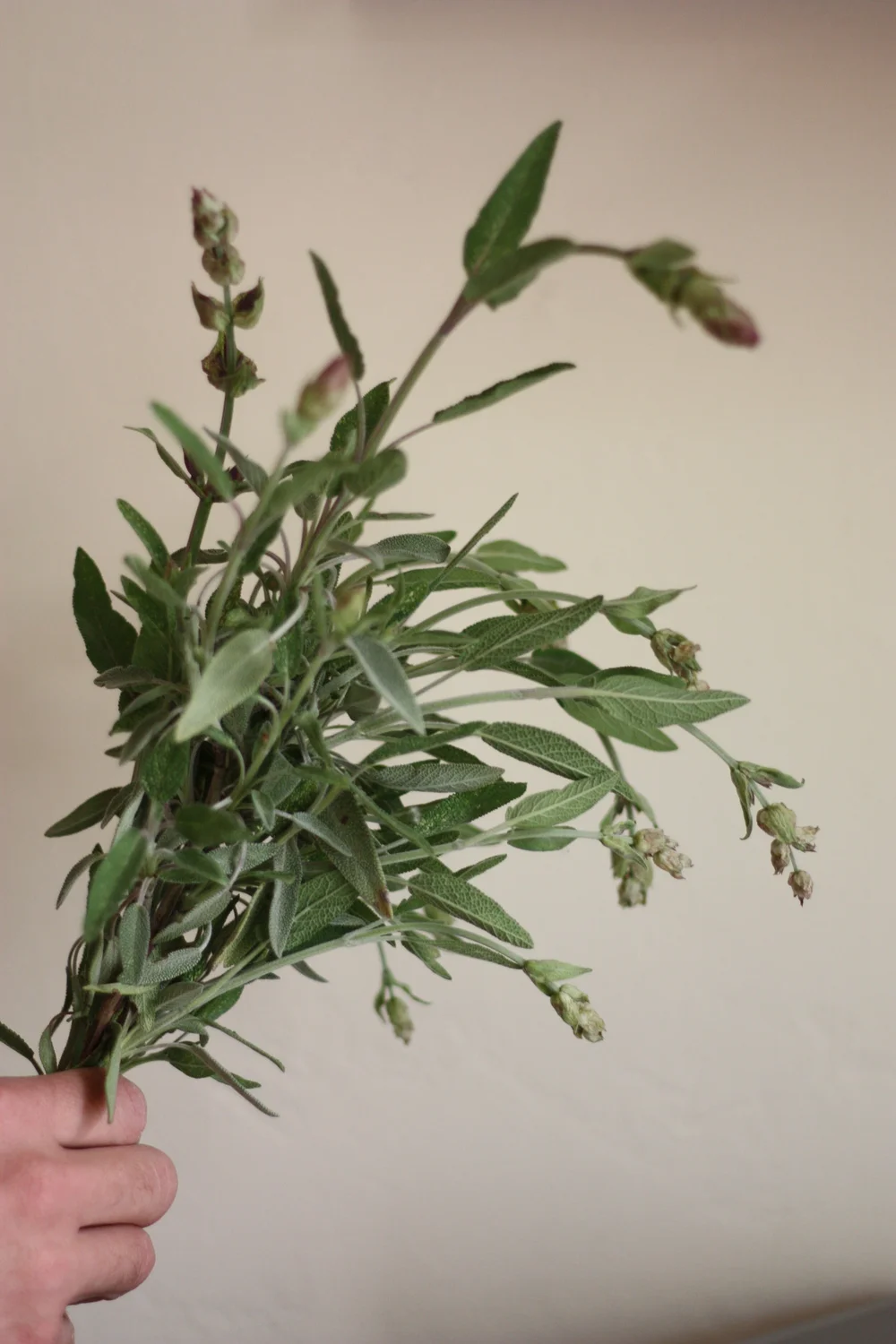Nine Spring Fillers and Foliages for Flower Farmers — the kokoro garden