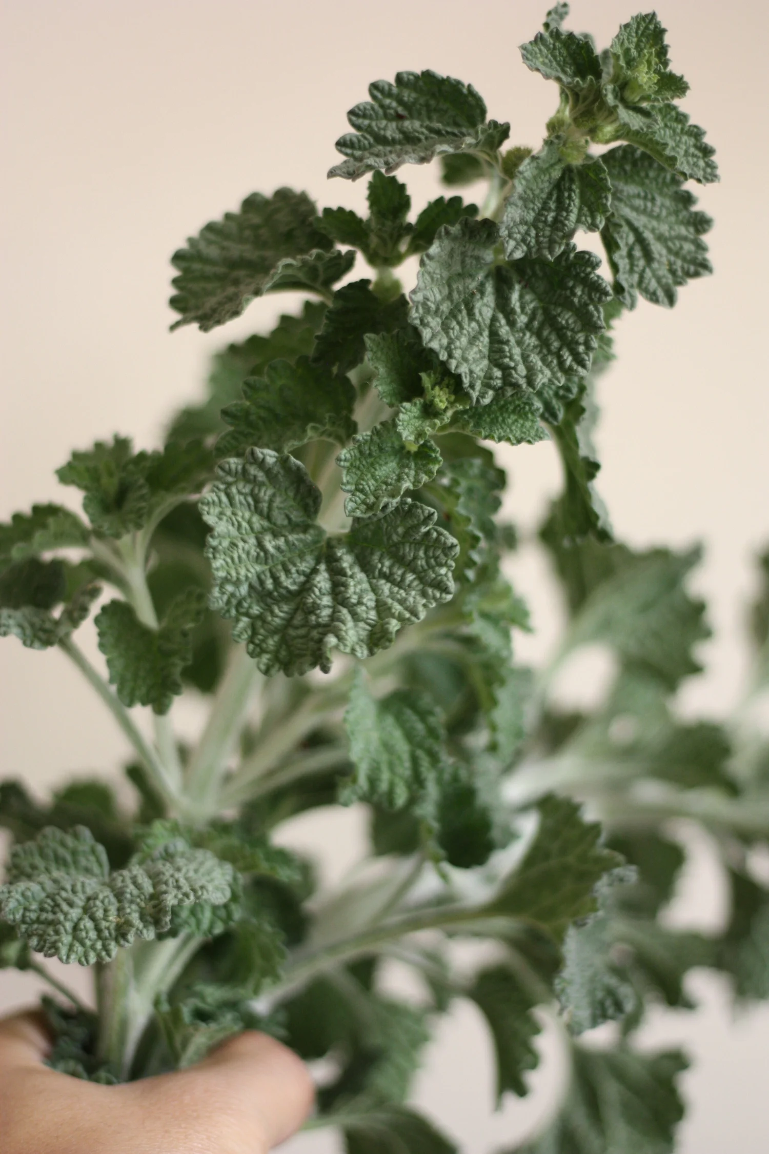 Nine Spring Fillers and Foliages for Flower Farmers — the kokoro garden