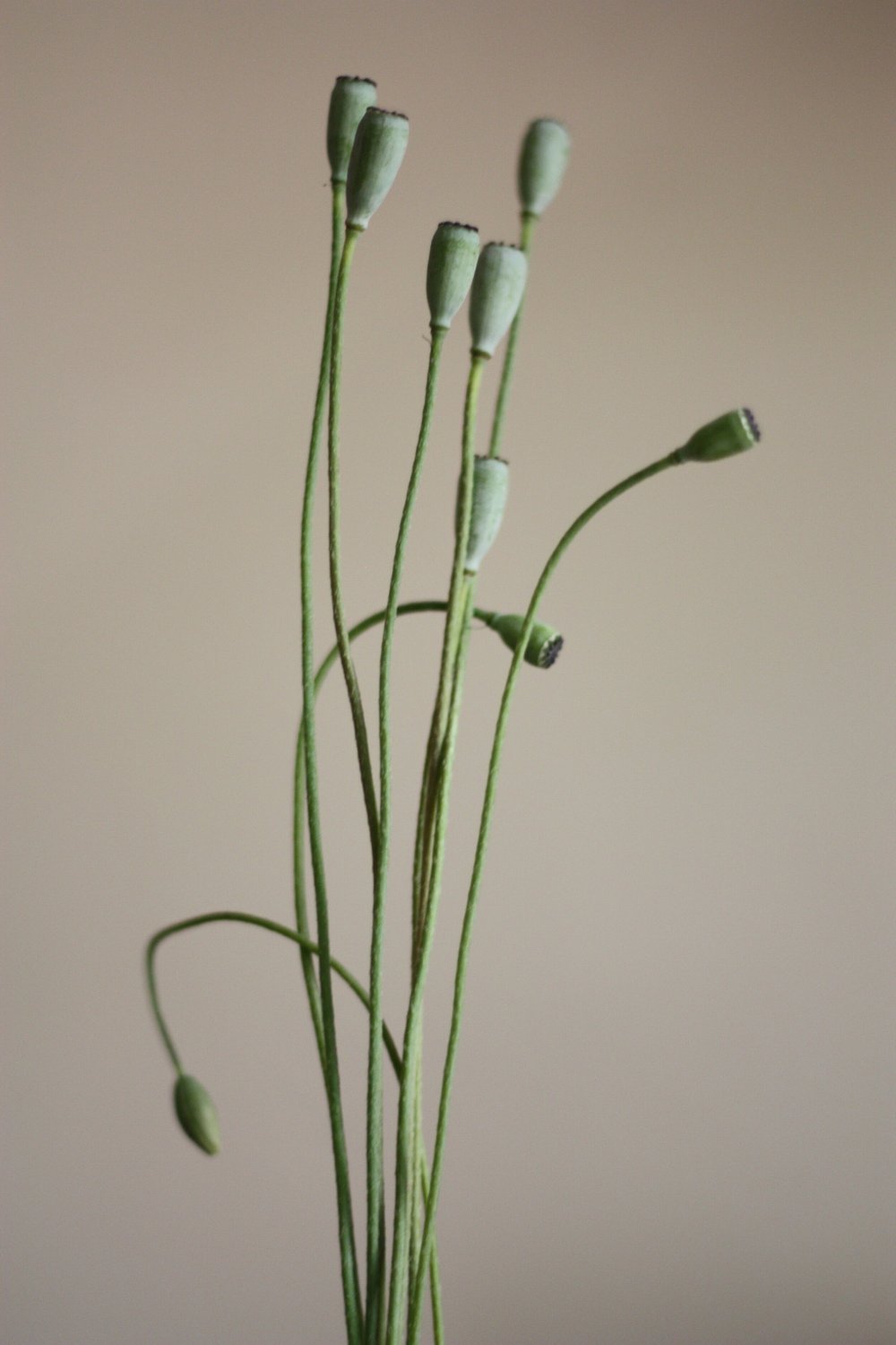 Nine Spring Fillers and Foliages for Flower Farmers — the kokoro garden