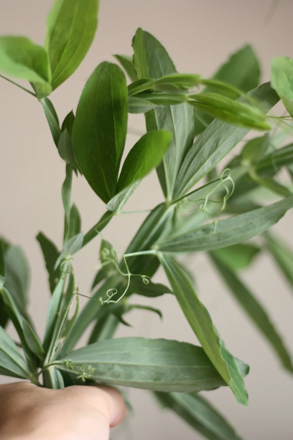 Nine Spring Fillers and Foliages for Flower Farmers — the kokoro garden