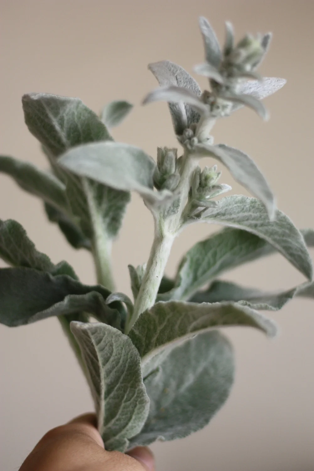 Nine Spring Fillers and Foliages for Flower Farmers — the kokoro garden