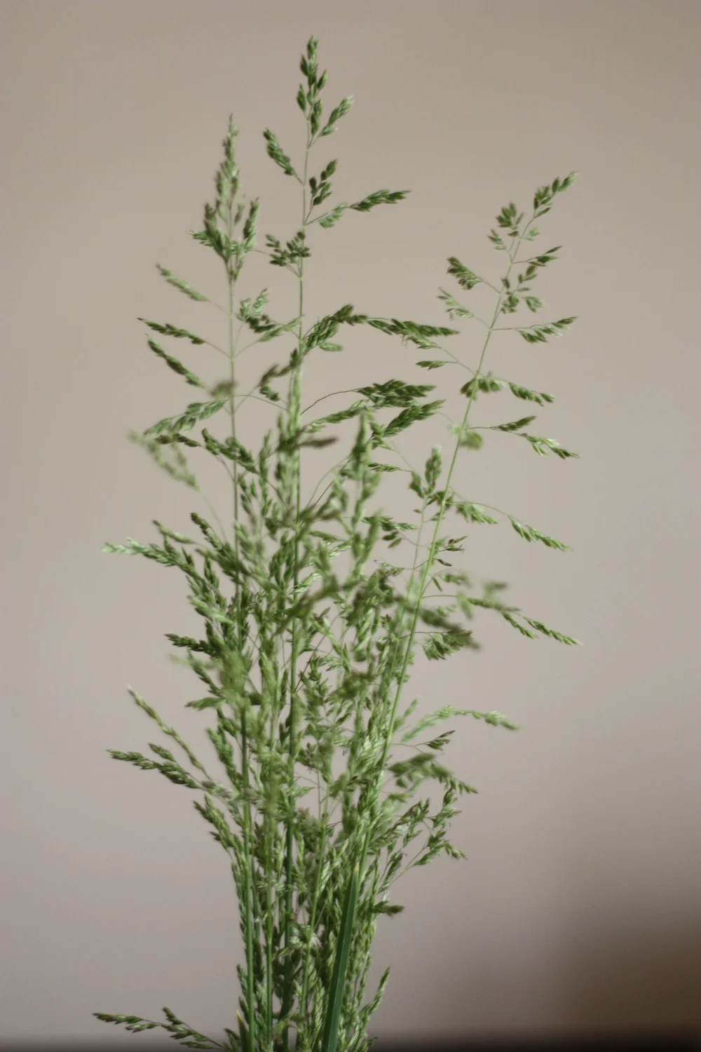 Nine Spring Fillers and Foliages for Flower Farmers — the kokoro garden