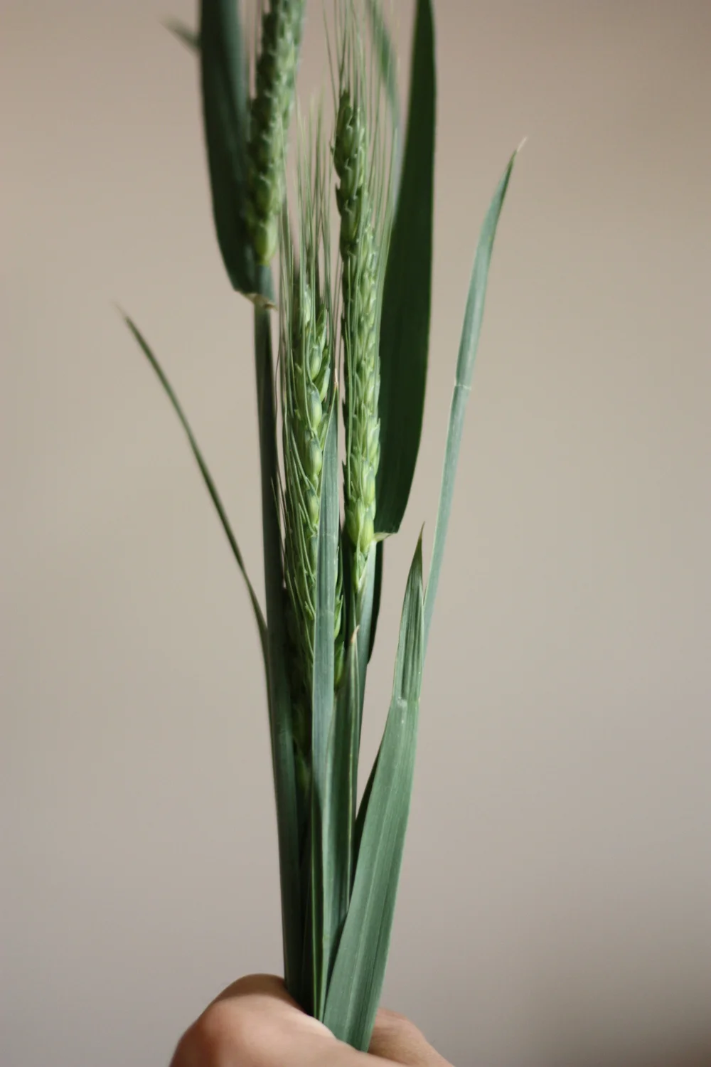 Nine Spring Fillers and Foliages for Flower Farmers — the kokoro garden