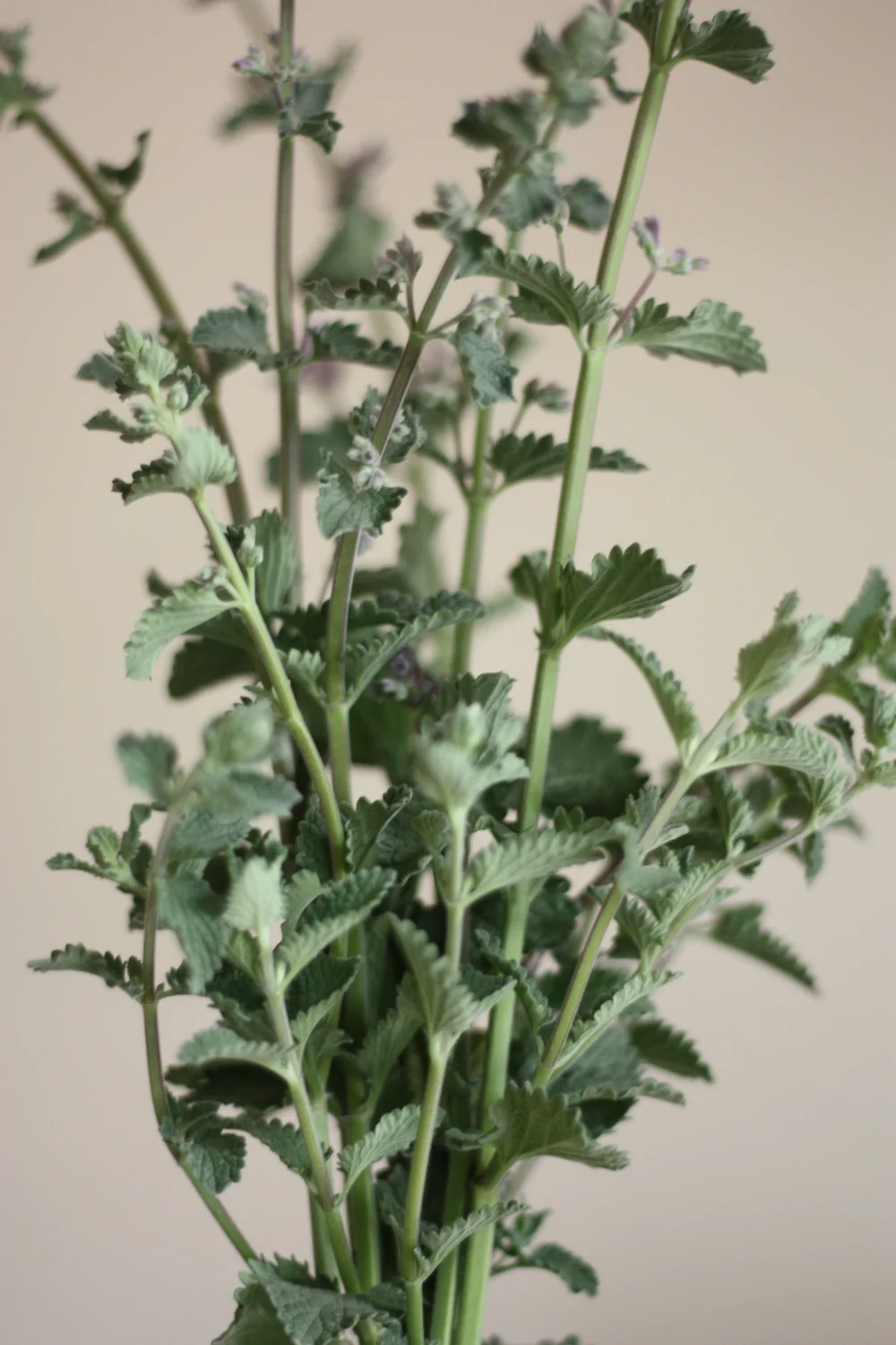 Nine Spring Fillers and Foliages for Flower Farmers — the kokoro garden