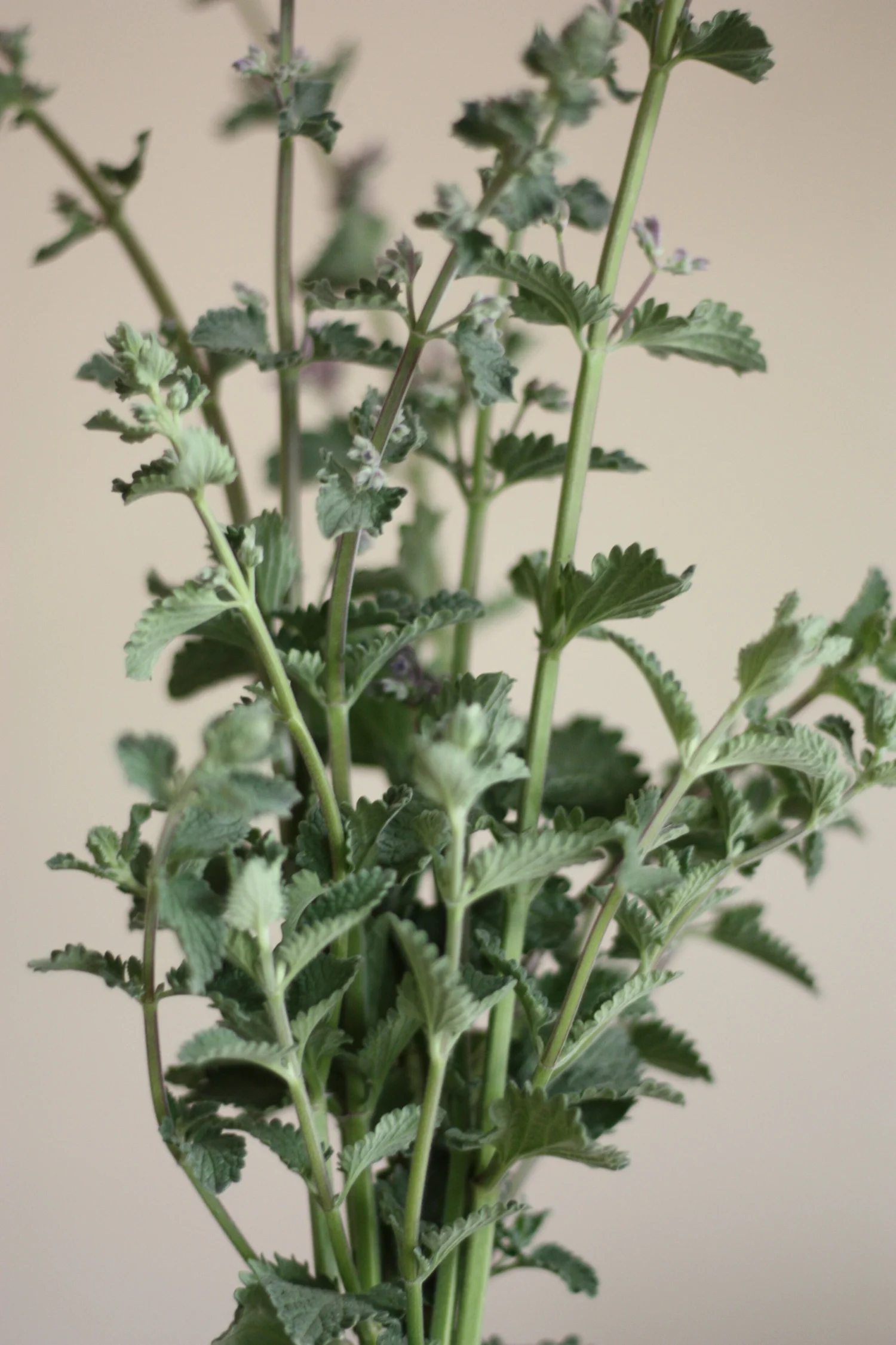 Nine Spring Fillers and Foliages for Flower Farmers — the kokoro garden