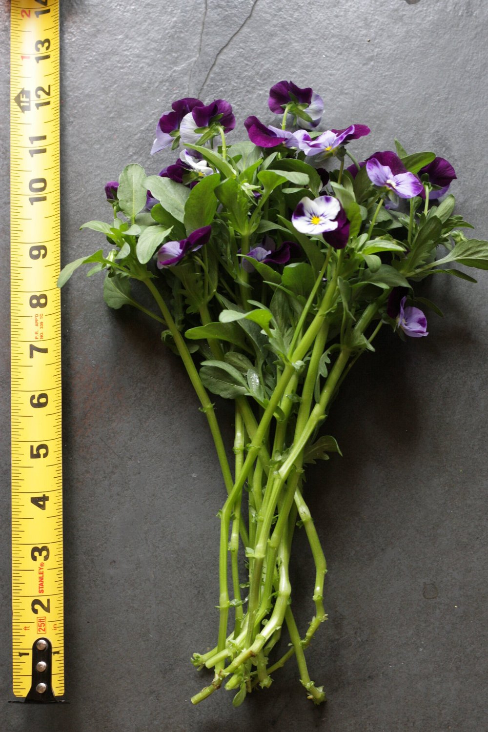 Growing Violas and Pansies for the Flower Farmer — the kokoro garden