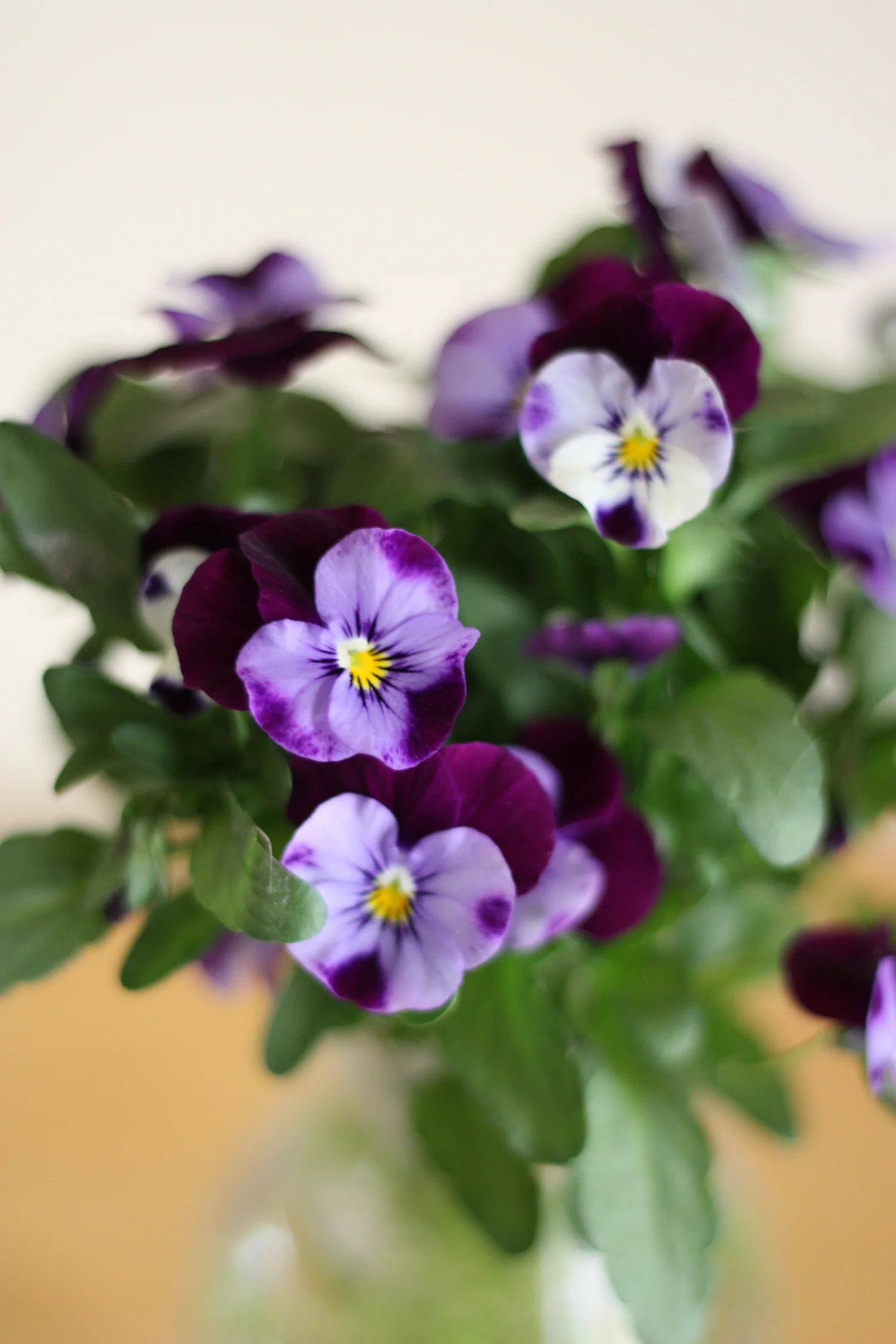 Growing Violas and Pansies for the Flower Farmer — the kokoro garden