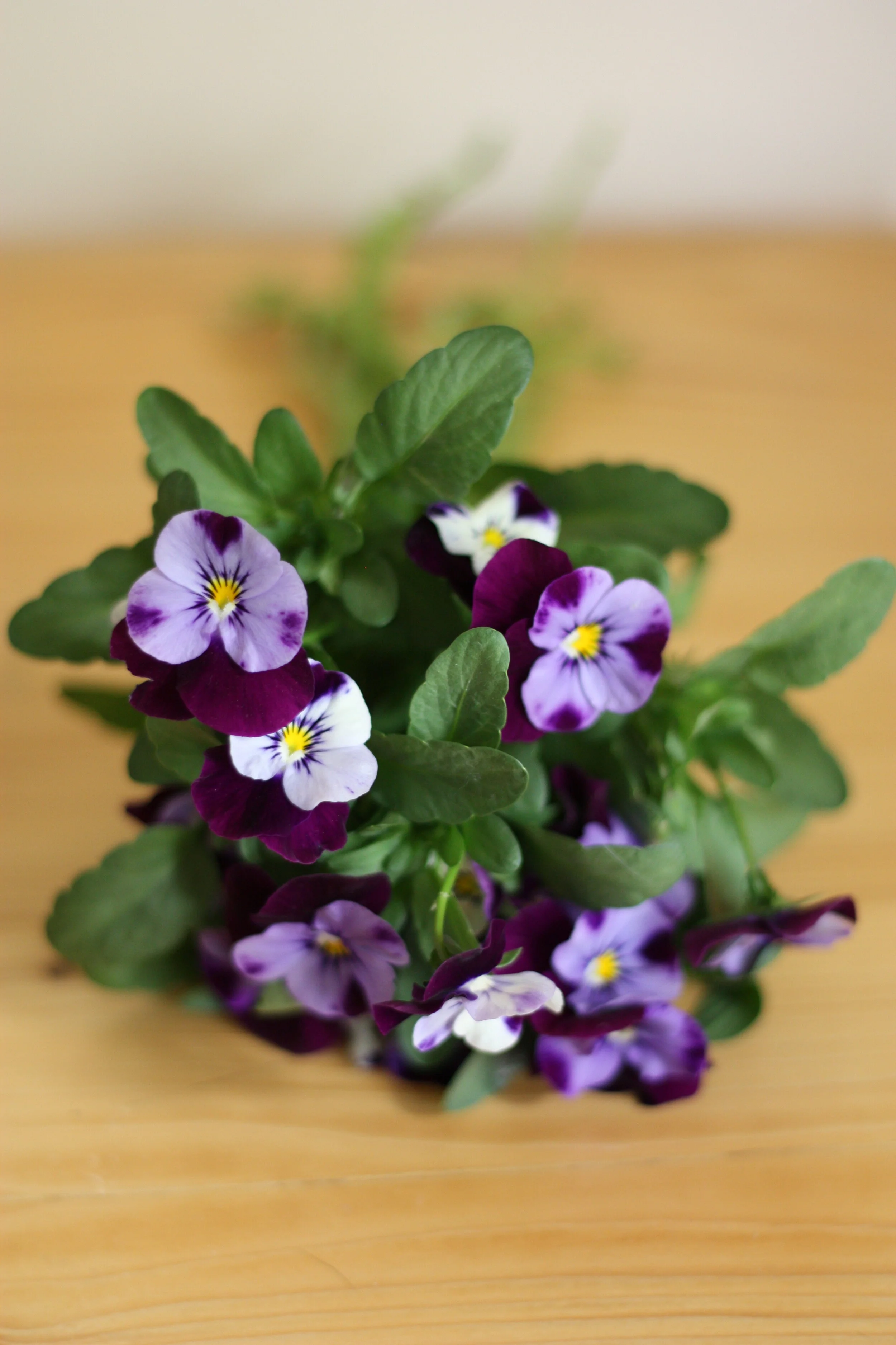 Growing Violas and Pansies for the Flower Farmer — the kokoro garden