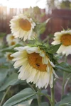 How to Grow Sunflowers for the Cutting Garden — the kokoro garden