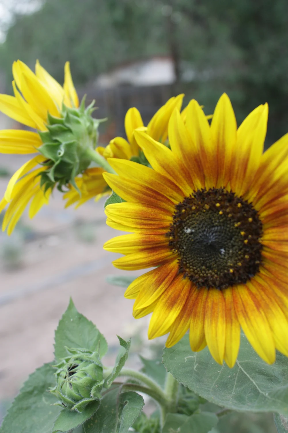 How to Grow Sunflowers for the Cutting Garden — the kokoro garden