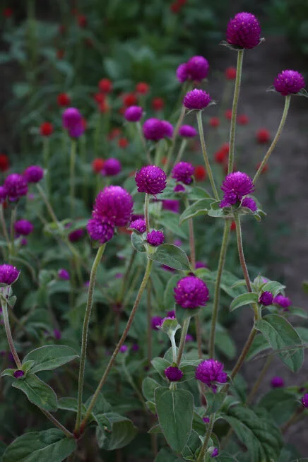 How to Grow Gomphrena (Globe Amaranth) for the Cutting Garden — the ...