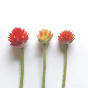 How to Grow Gomphrena (Globe Amaranth) for the Cutting Garden — the ...