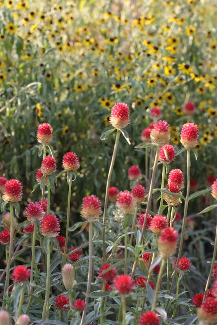 How to Grow Gomphrena (Globe Amaranth) for the Cutting Garden — the ...