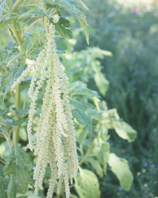 How to Grow Amaranthus for the Cutting Garden — the kokoro garden