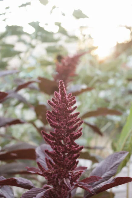 How to Grow Amaranthus for the Cutting Garden — the kokoro garden