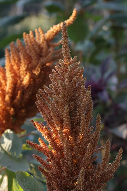 How to Grow Amaranthus for the Cutting Garden — the kokoro garden