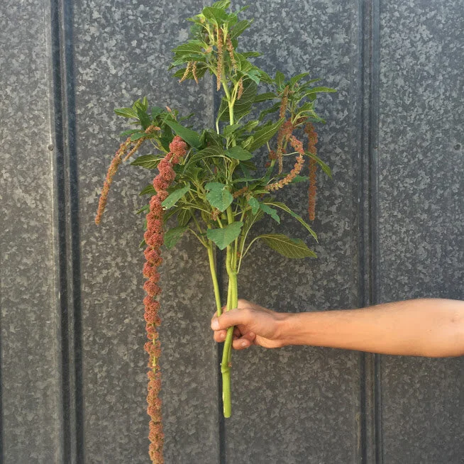 How to Grow Amaranthus for the Cutting Garden — the kokoro garden
