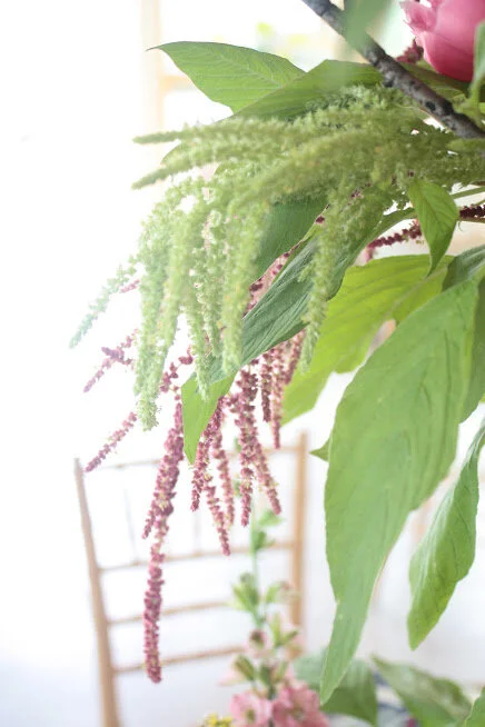 How to Grow Amaranthus for the Cutting Garden — the kokoro garden