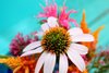 How to Grow Echinacea (Purple Coneflower) for the Cutting Garden — the ...