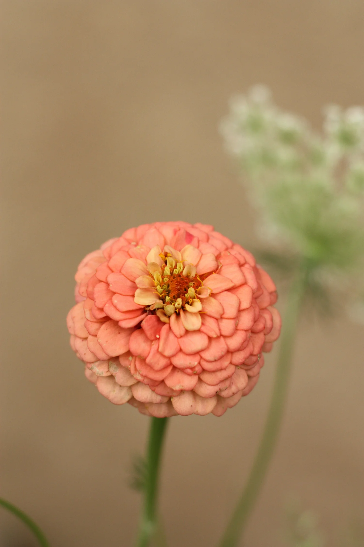 Some Tips on Designing with Zinnias — the kokoro garden