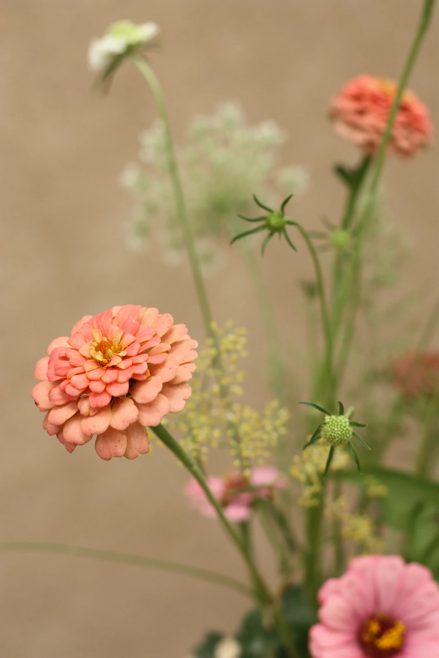 Some Tips on Designing with Zinnias — the kokoro garden