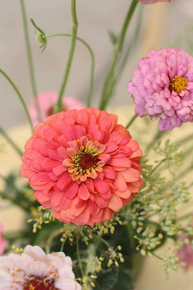 Some Tips on Designing with Zinnias — the kokoro garden